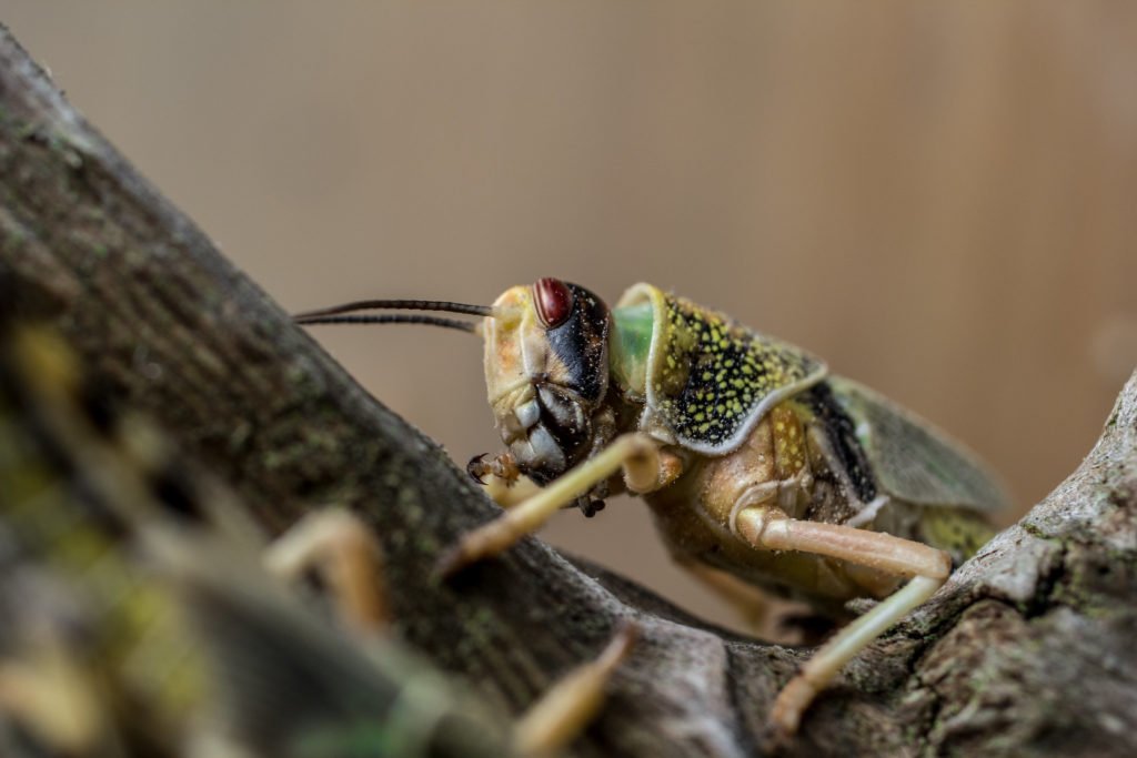 Massive swarms of desert locusts are devouring their way through East ...
