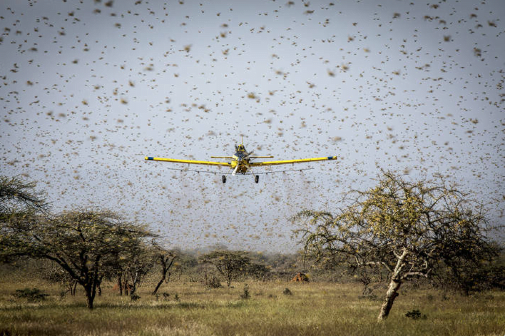 East Africa Crisis Caused By Swarms of Desert Locusts - UN Dispatch